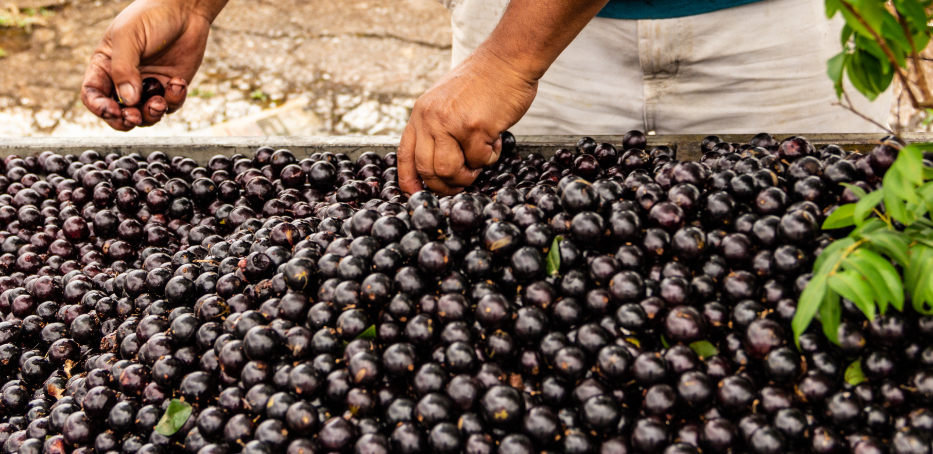 Discover Jabuticaba – Suívie Jabuticaba | Truly fresh, honestly healthy